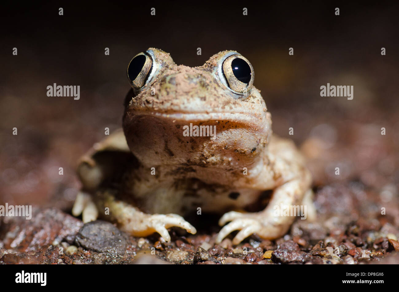 Chihuahuan spadefoot toad spea multiplicata hi-res stock photography ...