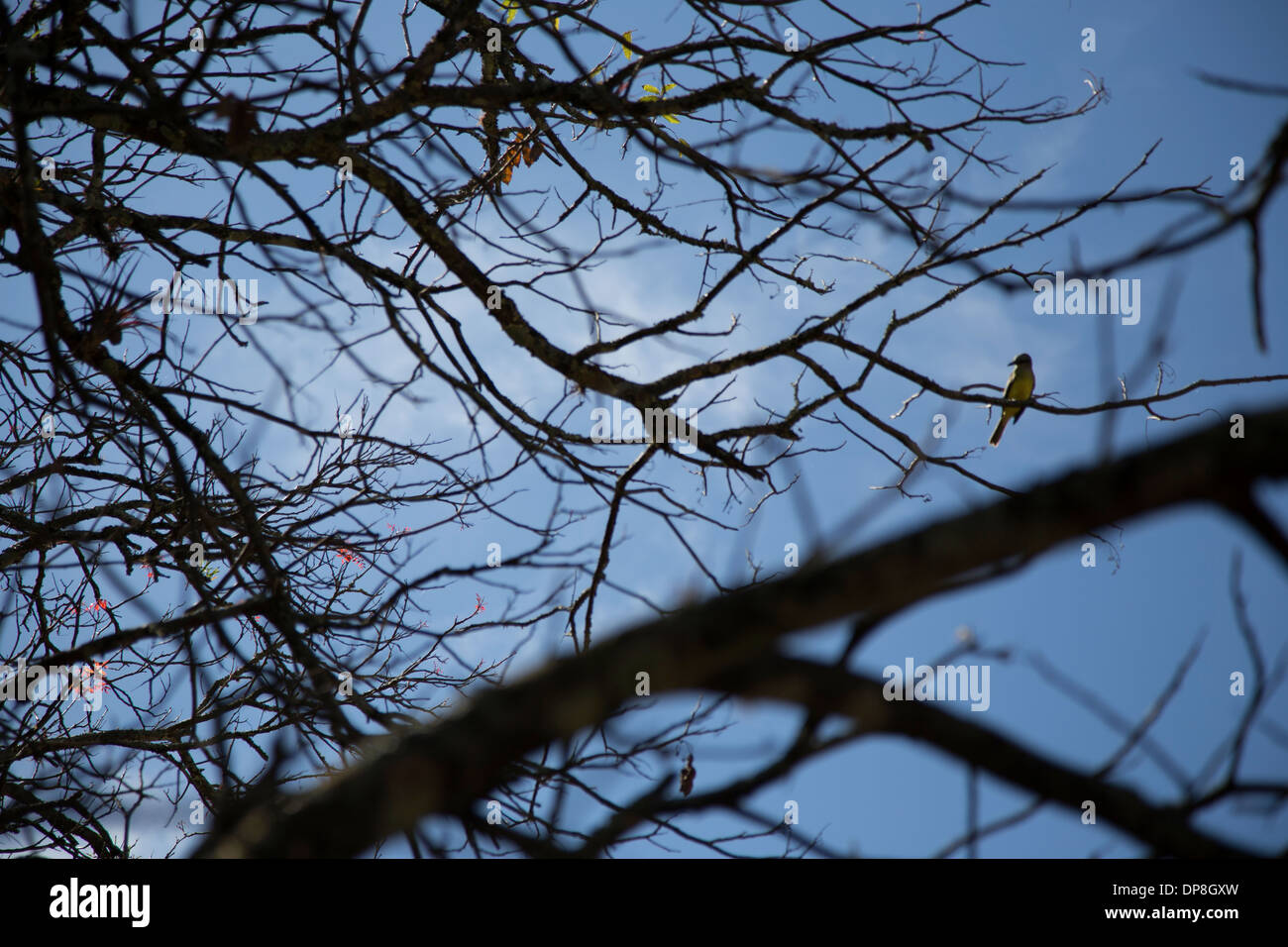 Wood twig bird hi-res stock photography and images - Alamy