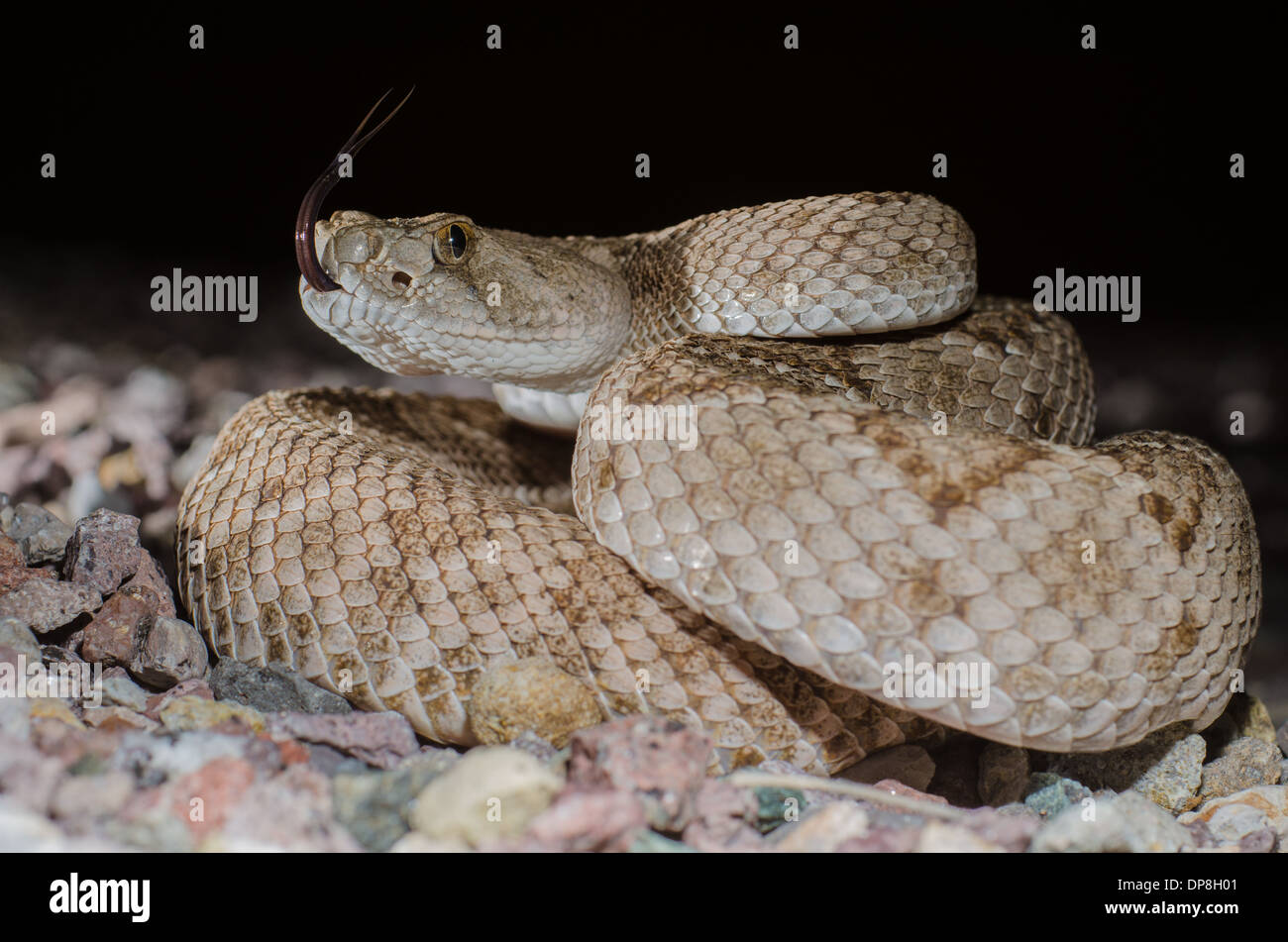 Crotalidae hi-res stock photography and images - Alamy