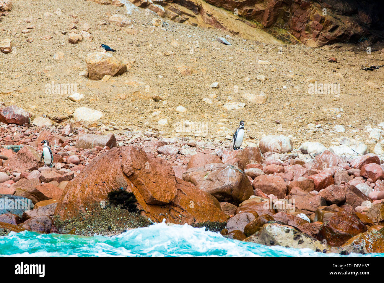 Aquatic seabirds in Peru South America coast at Paracas National ...