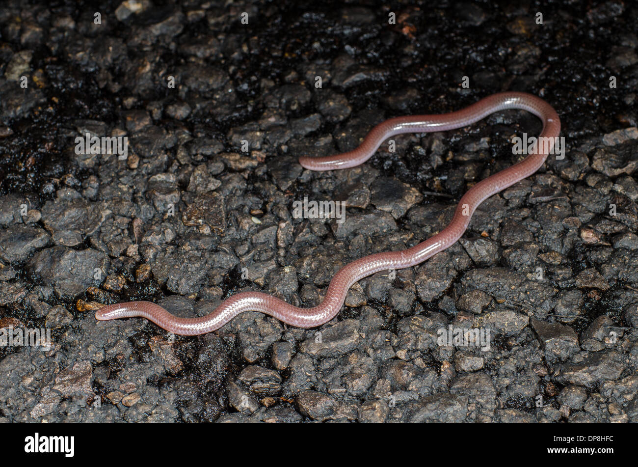 New Mexico Blind Snake, (Leptotyphlops dissectus), Sierra co., New ...