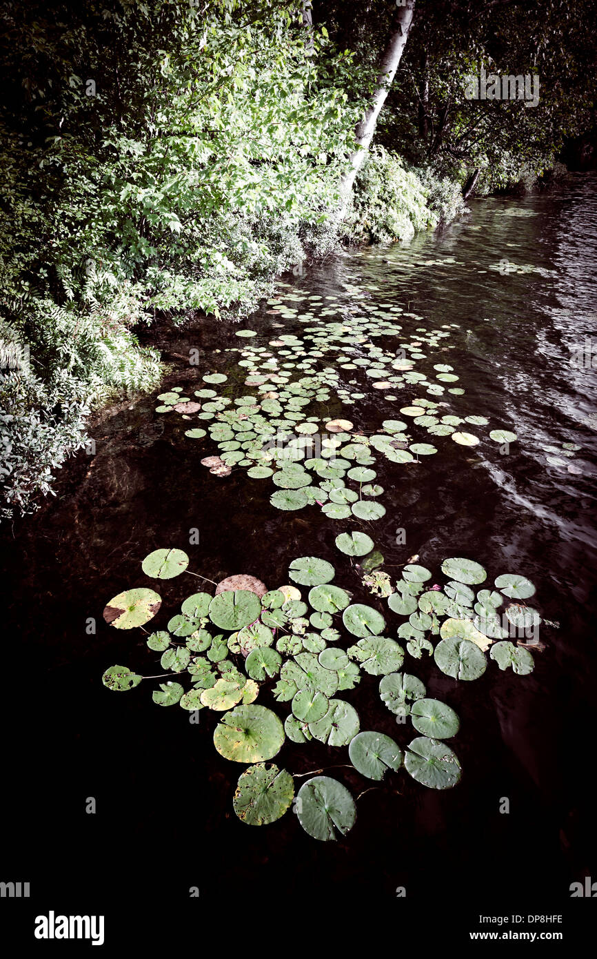 Lily pads floating on river hi-res stock photography and images - Alamy
