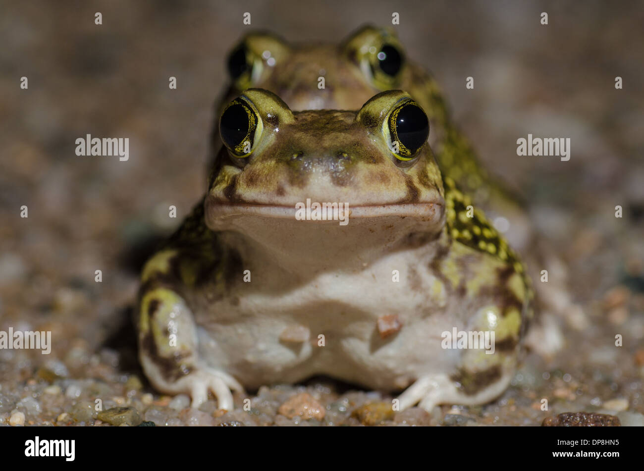 Couch Spadefoot Toads, (Scaphiopus couchii), axmplexed pair. Valencia ...