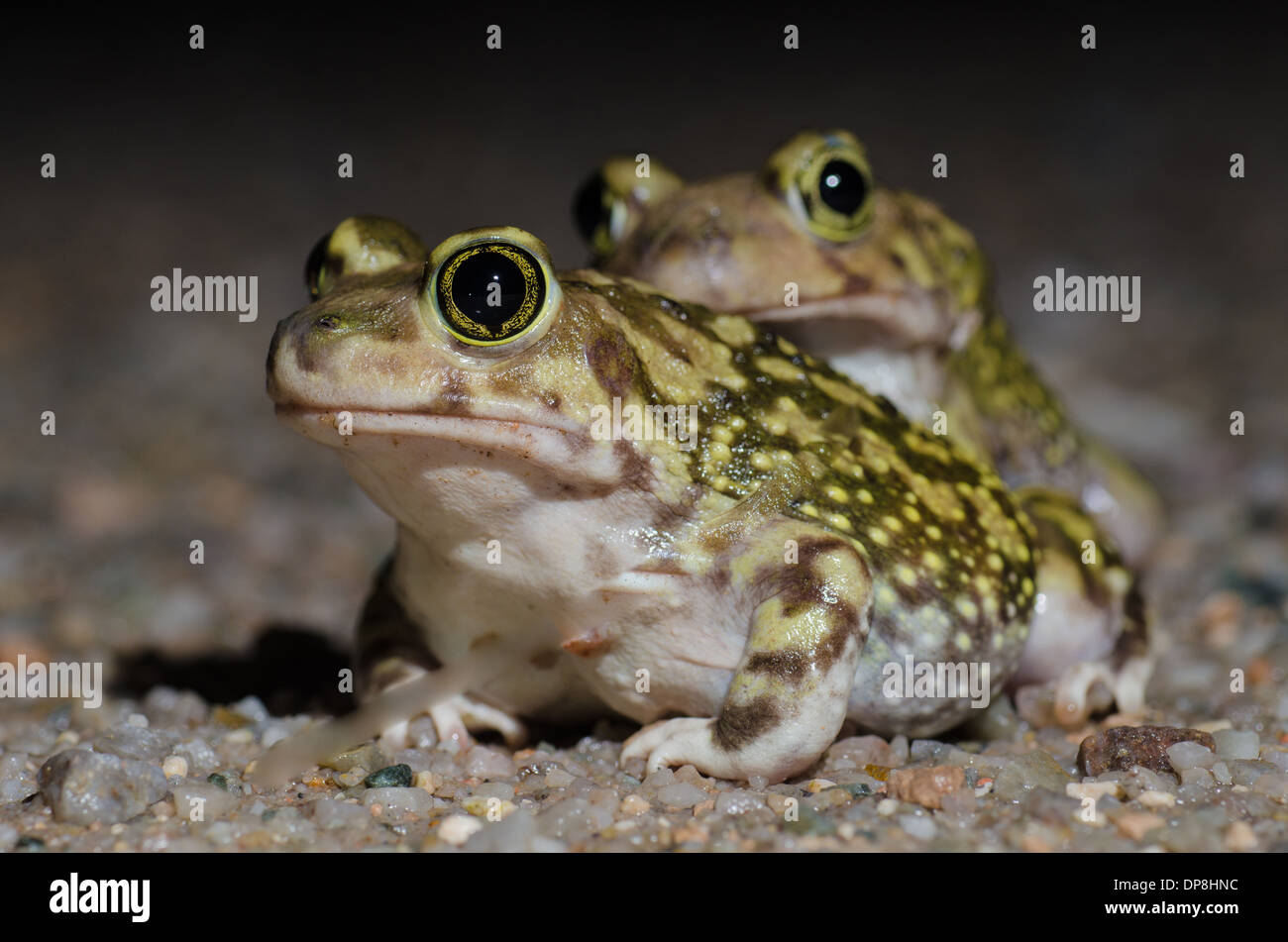Couch Spadefoot Toads, (Scaphiopus couchii), axmplexed pair. Valencia ...