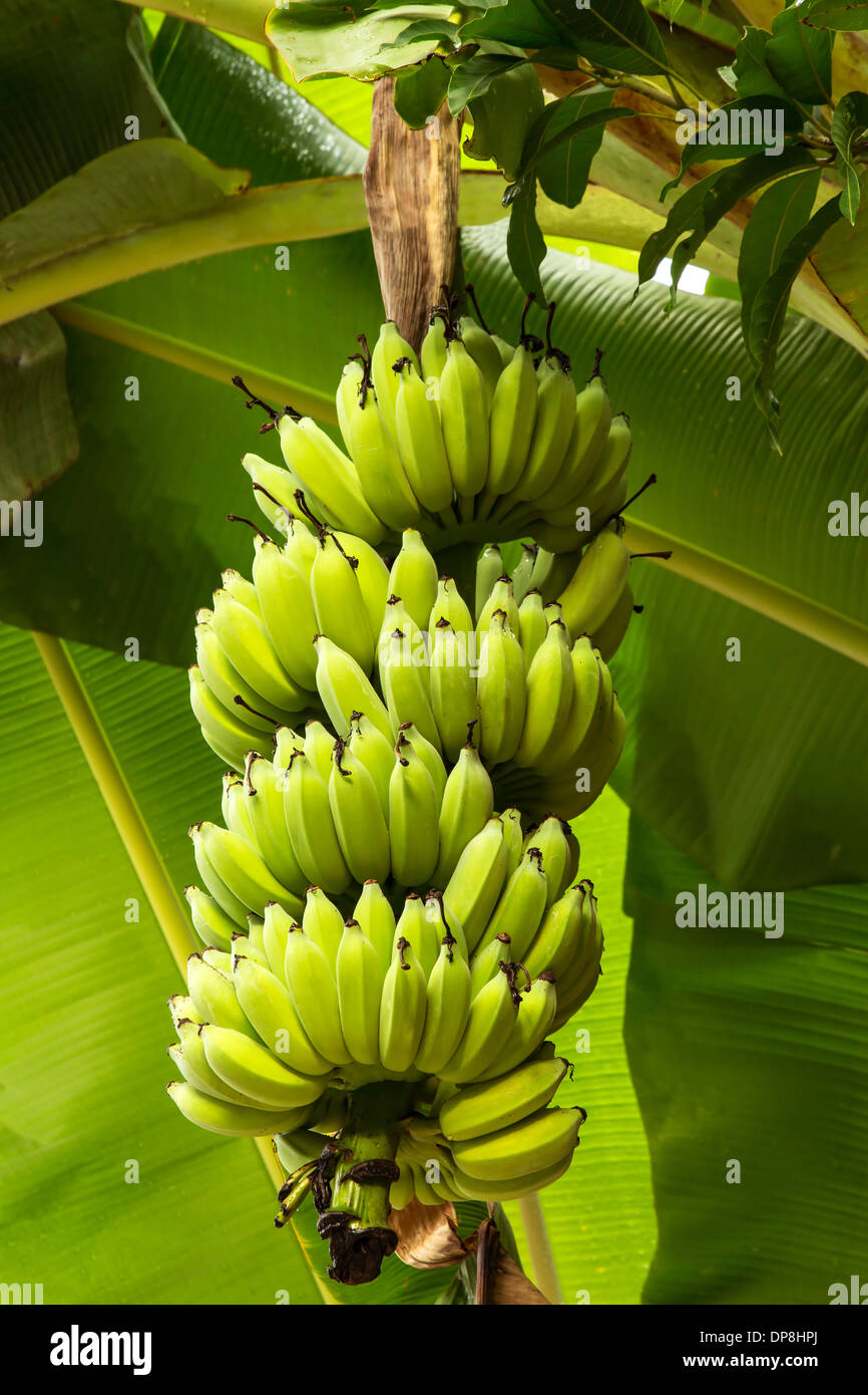 Bananas on a banana tree Stock Photo - Alamy