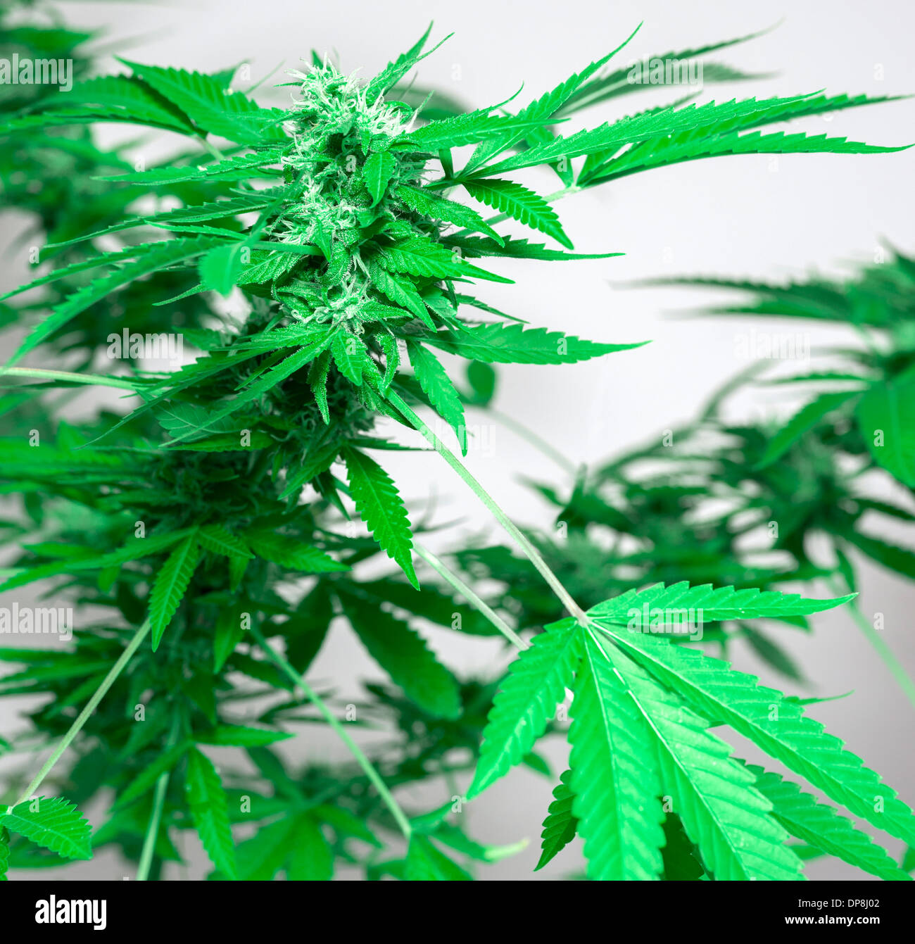 Chronic reefer hi-res stock photography and images - Alamy