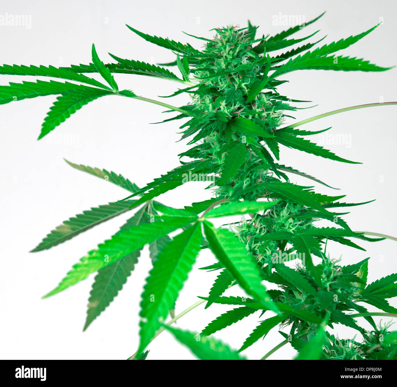 Marijuana joint cannabis indica hi-res stock photography and images - Alamy