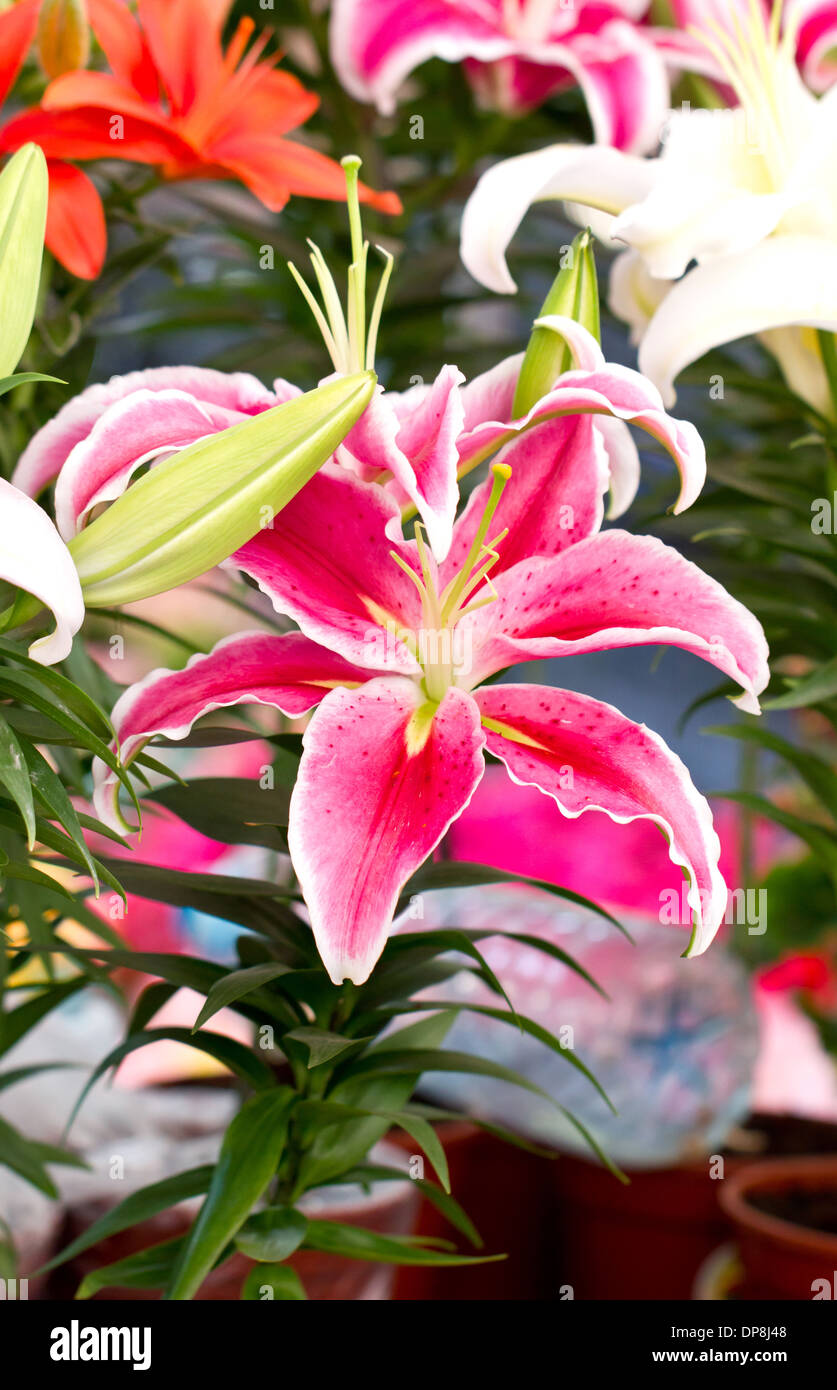 Pink lily flower Stock Photo - Alamy