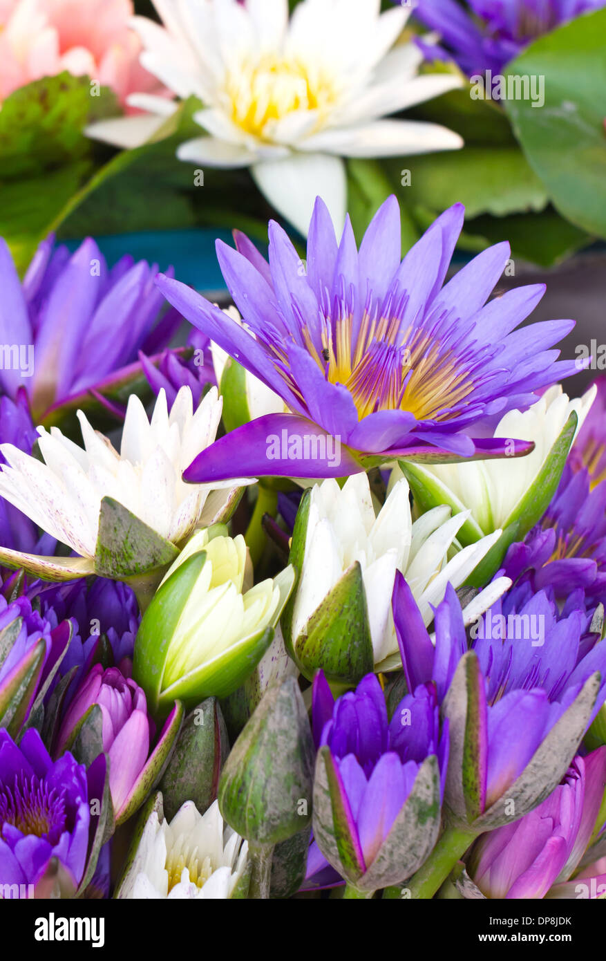Many lilies hi-res stock photography and images - Alamy
