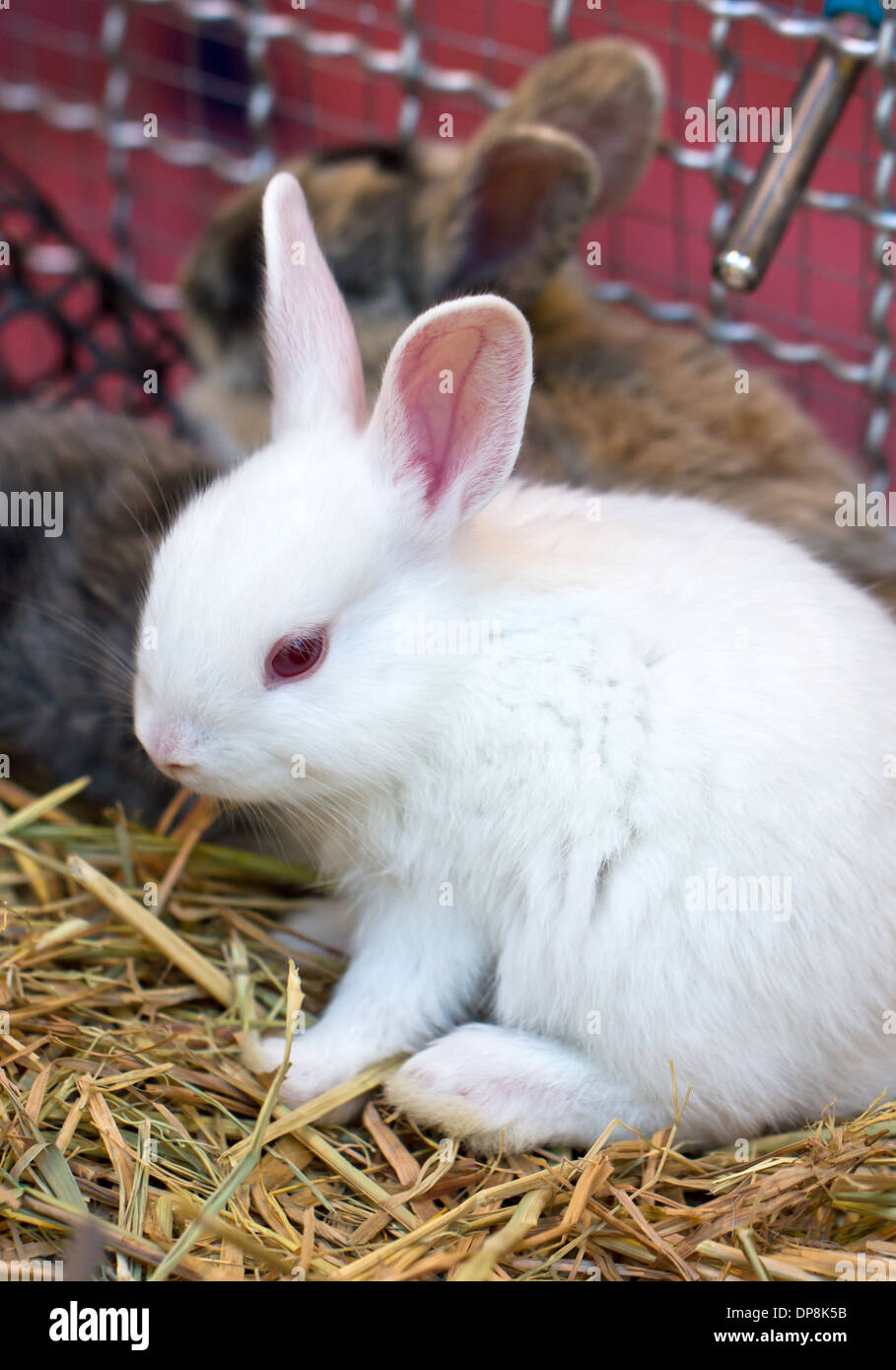 Young white rabbit Stock Photo - Alamy