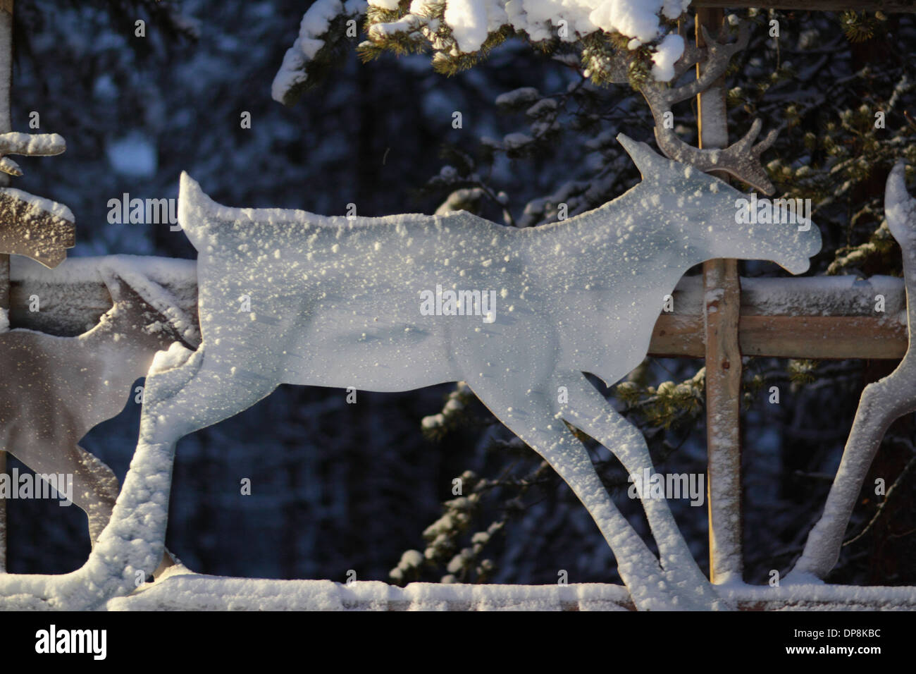 Snow reindeer hi-res stock photography and images - Alamy