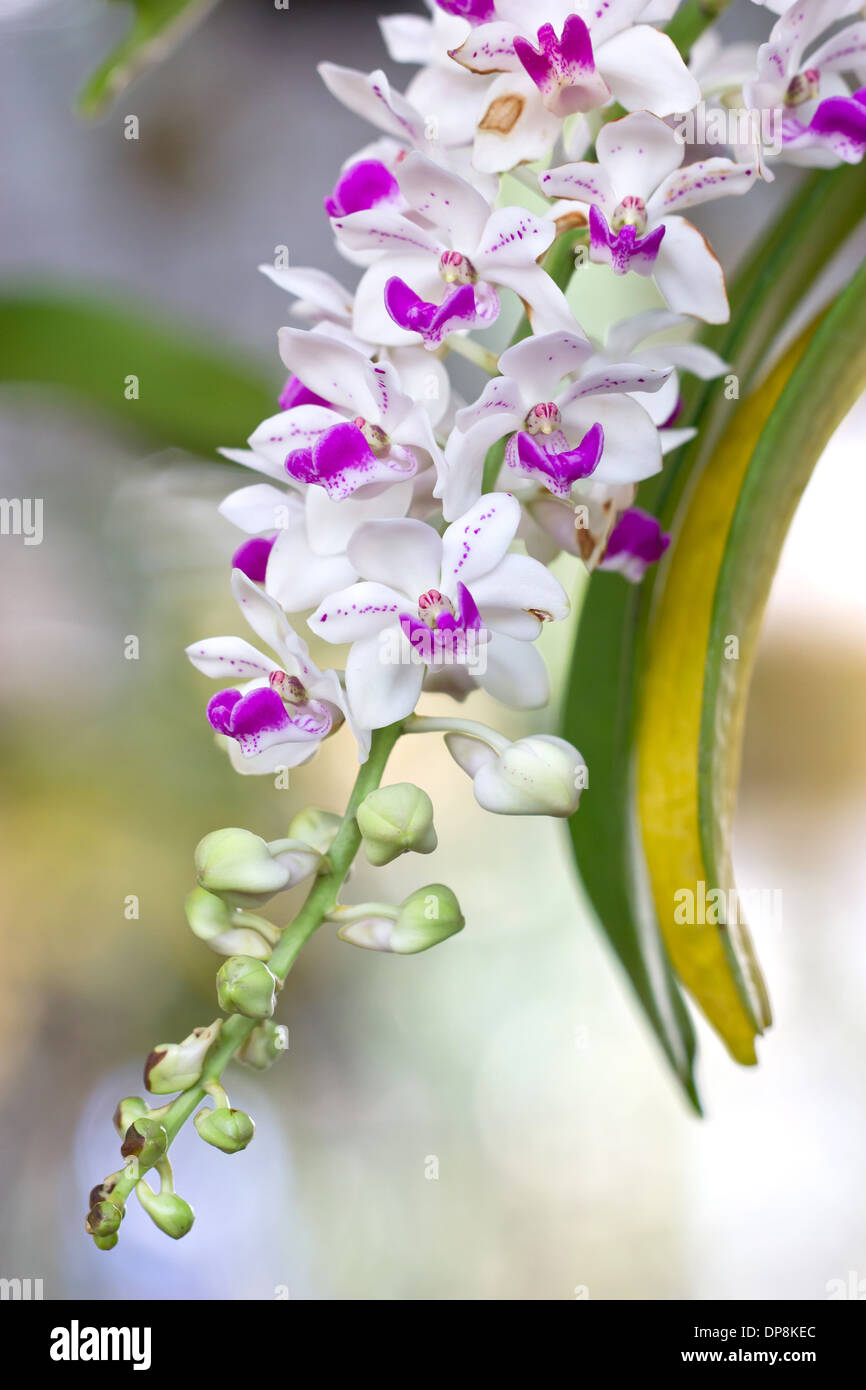Decorative orchid flowers hi-res stock photography and images - Alamy