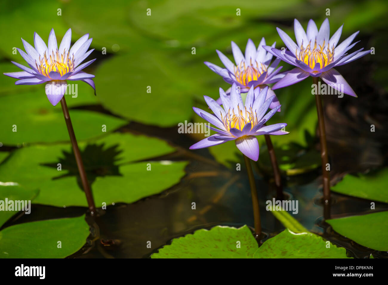 Beautiful blue Egyptian water lily (Nymphaea caerulea) closeup Stock ...