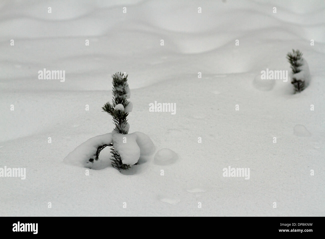 Nordic tree hi-res stock photography and images - Alamy