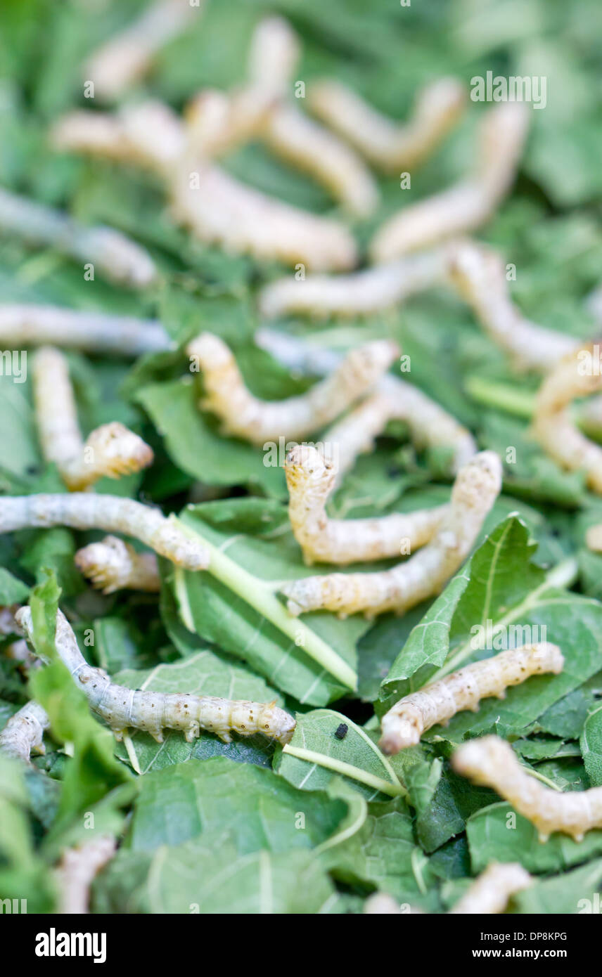 Silkworms hi-res stock photography and images - Alamy