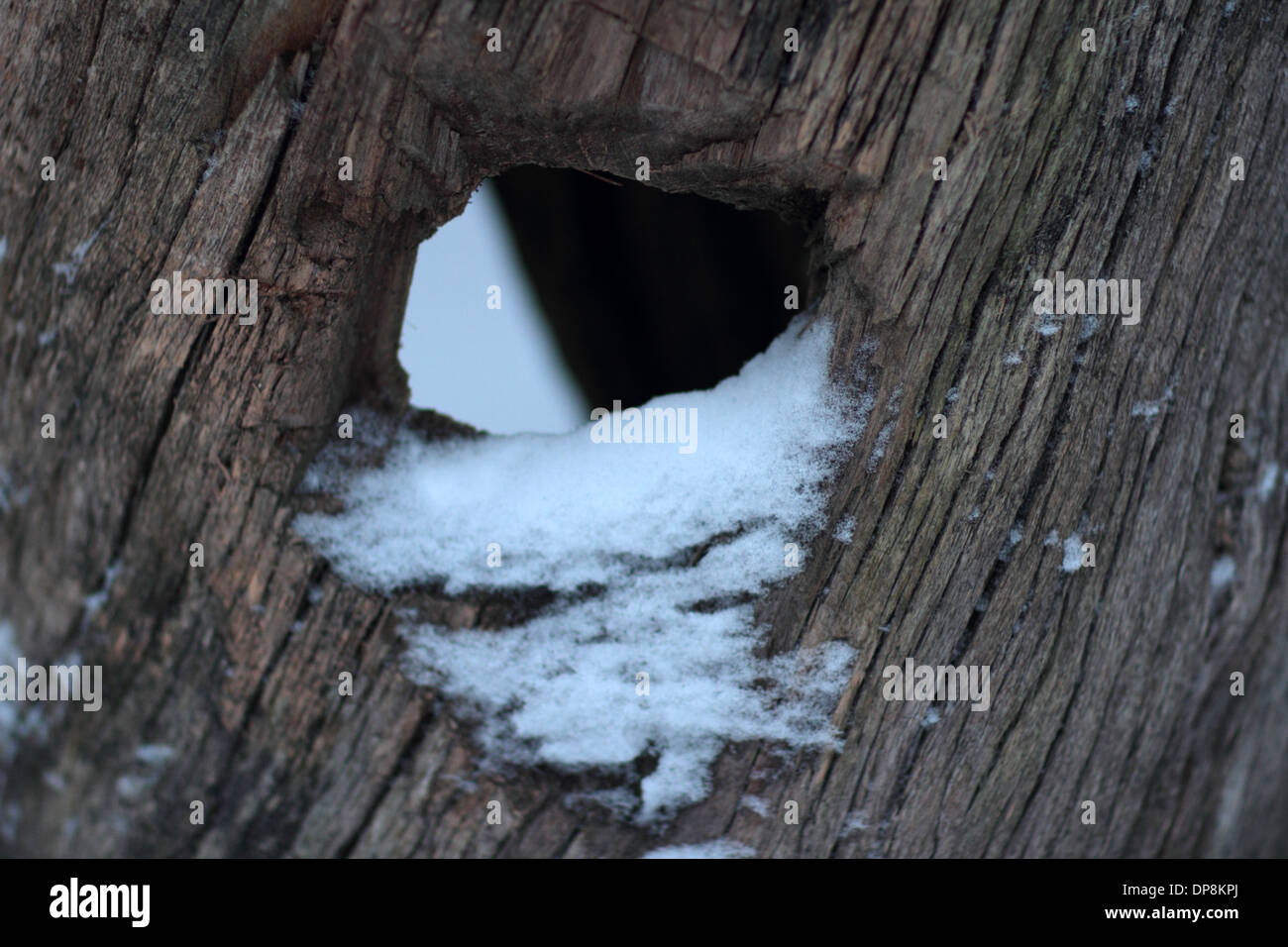 hole in a old tree with snow Stock Photo - Alamy