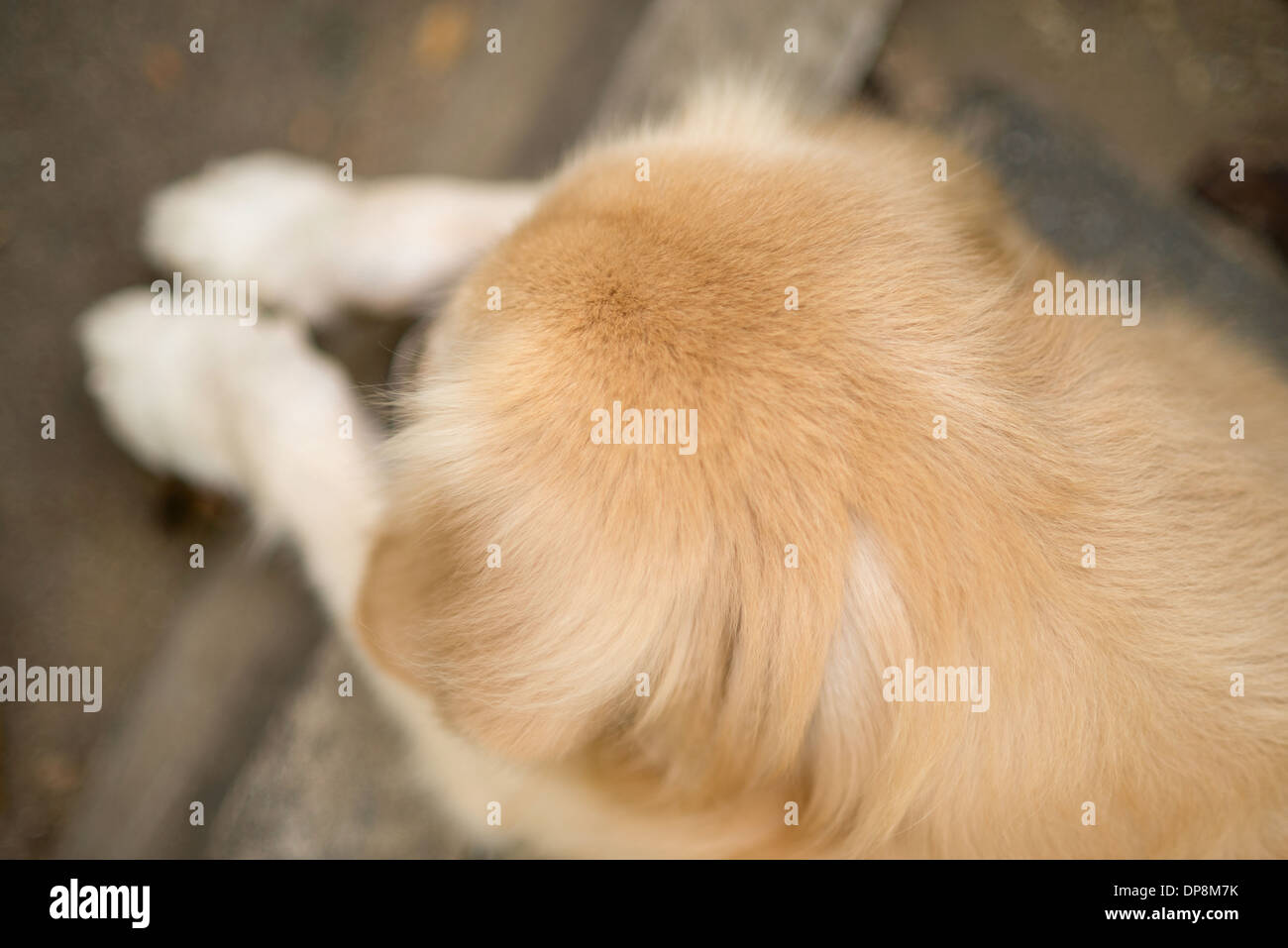 A cute dog, golden retriever resting his paws, laying down, taken from ...