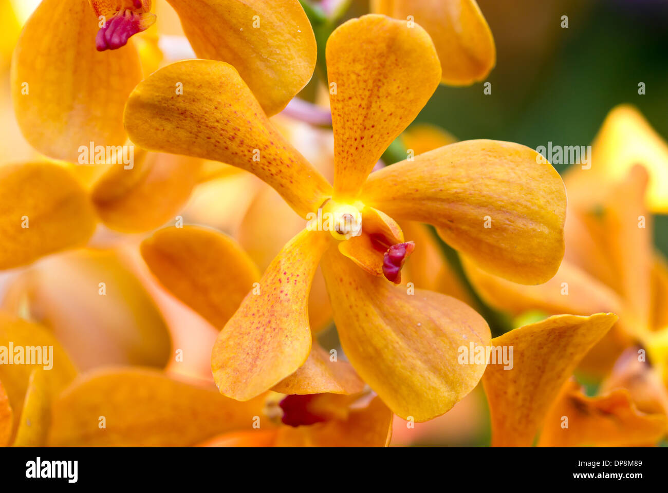 Big leaf orchid hi-res stock photography and images - Alamy
