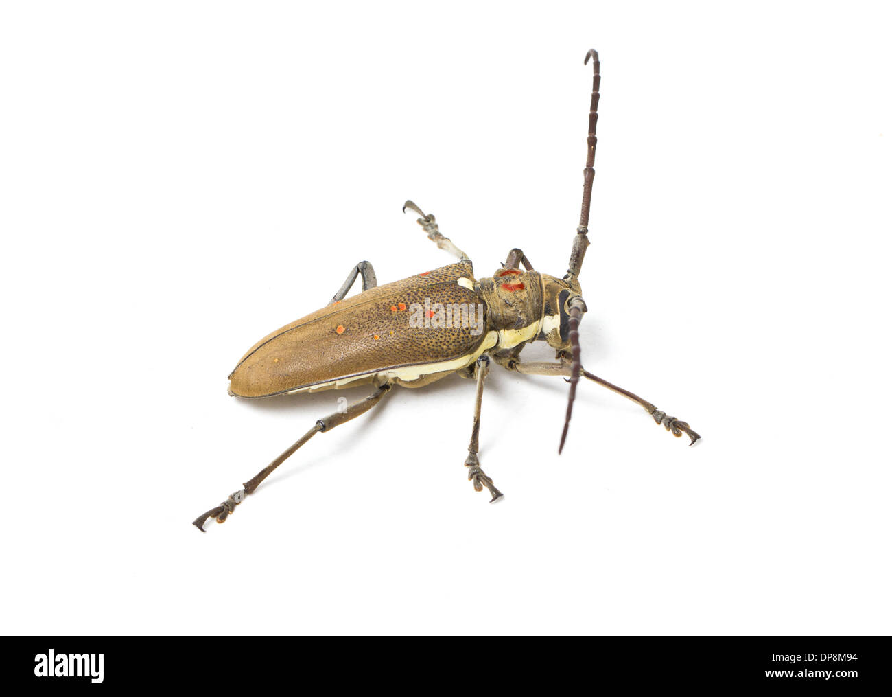 Mango tree borer isolated on white Stock Photo - Alamy