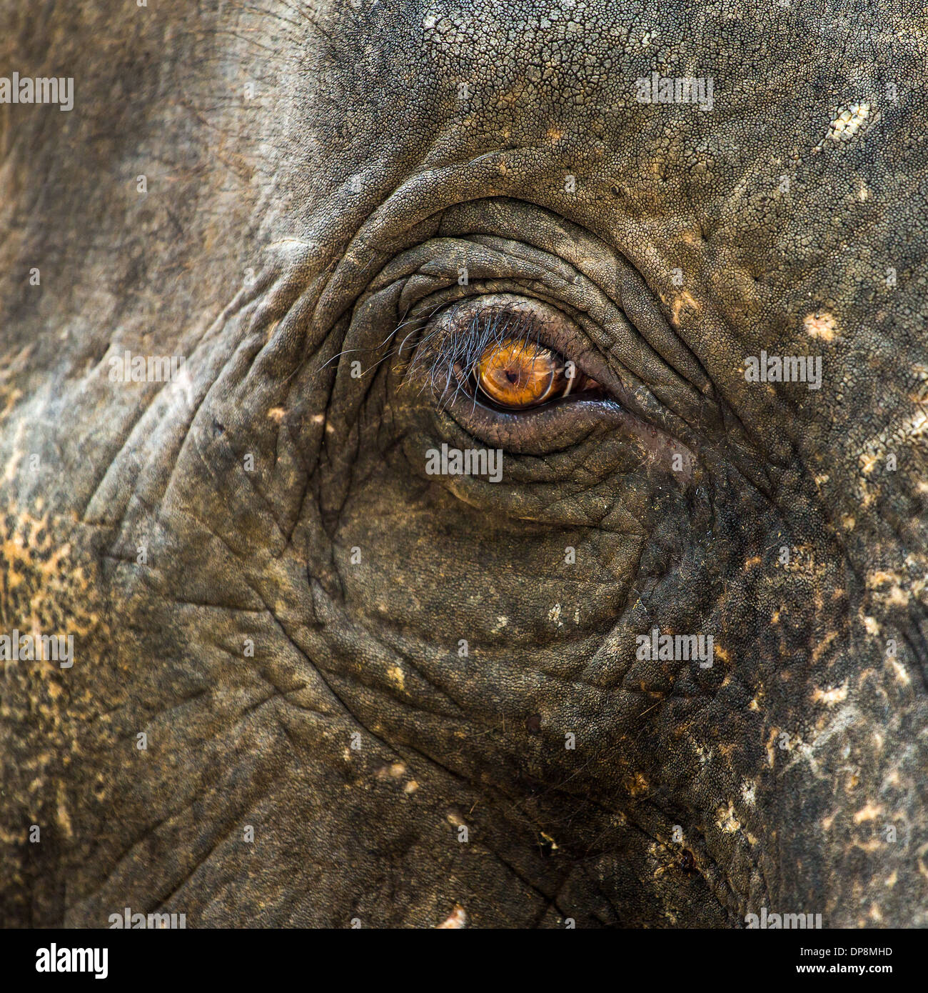 Elephant eye closeup Stock Photo - Alamy