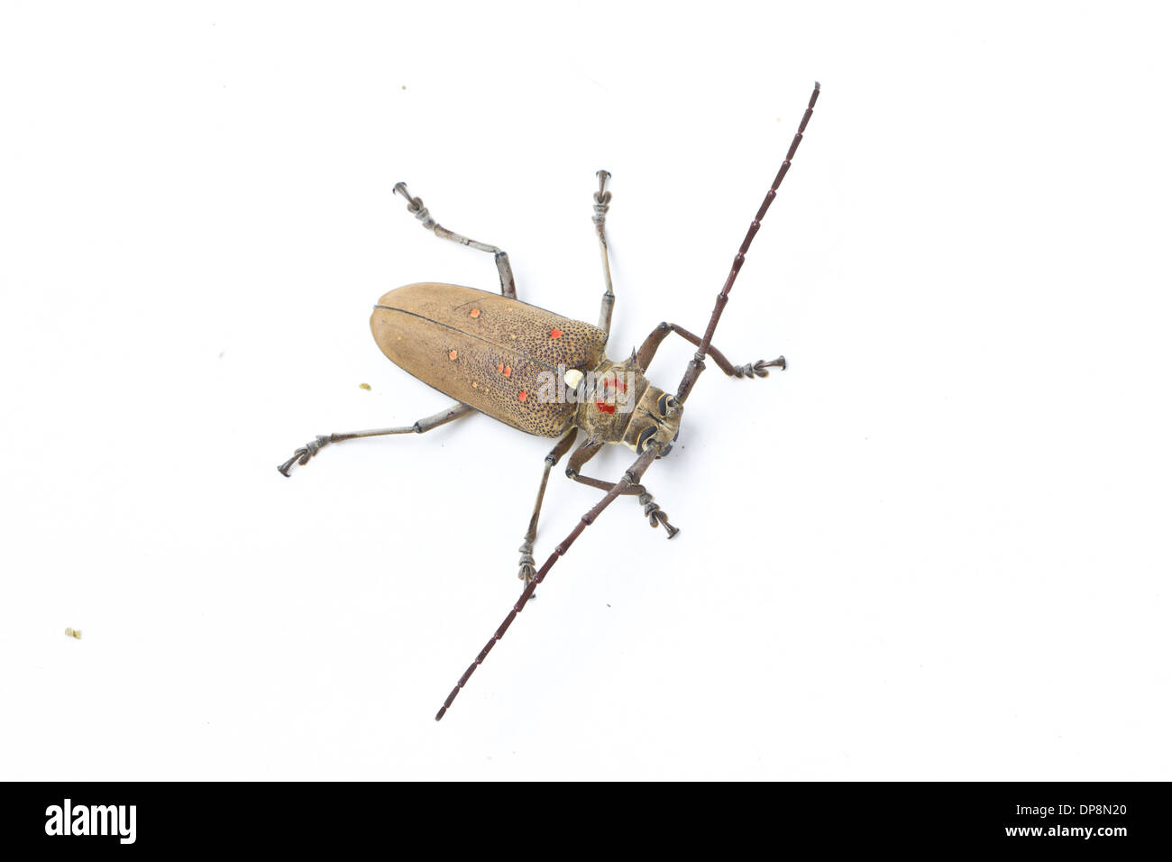 Tree borer beetle mango tree hi-res stock photography and images - Alamy