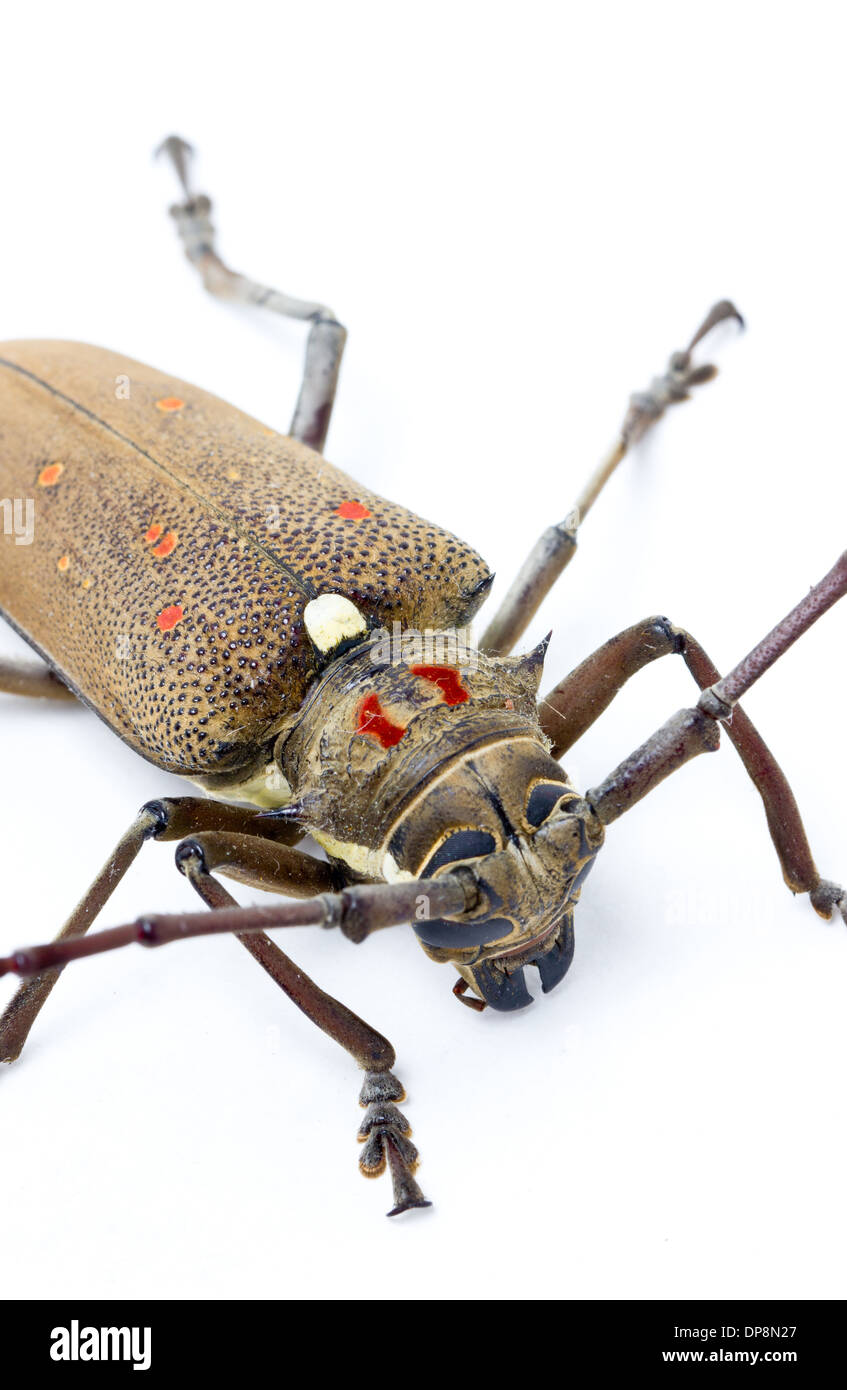 Mango tree borer isolated on white Stock Photo - Alamy
