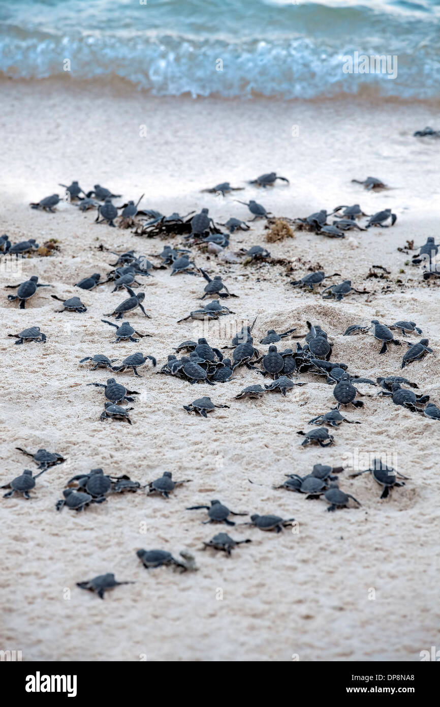 Green turtle hatchlings hi-res stock photography and images - Alamy