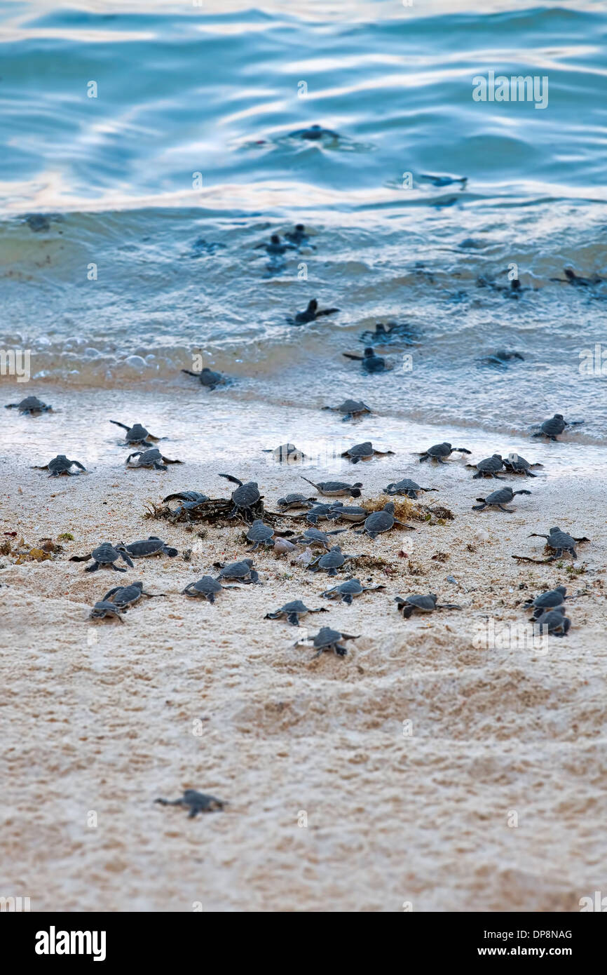 Green sea turtle hatchlings hi-res stock photography and images - Alamy