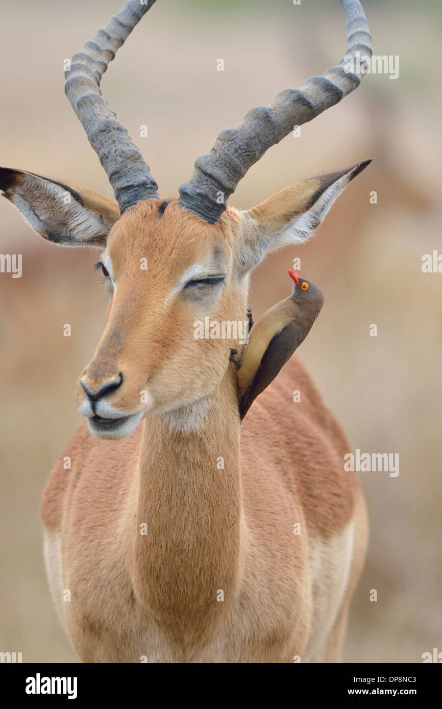 Red-billed Oxpecker, Buphagus erythrorhynchus on Impala' s neck ...