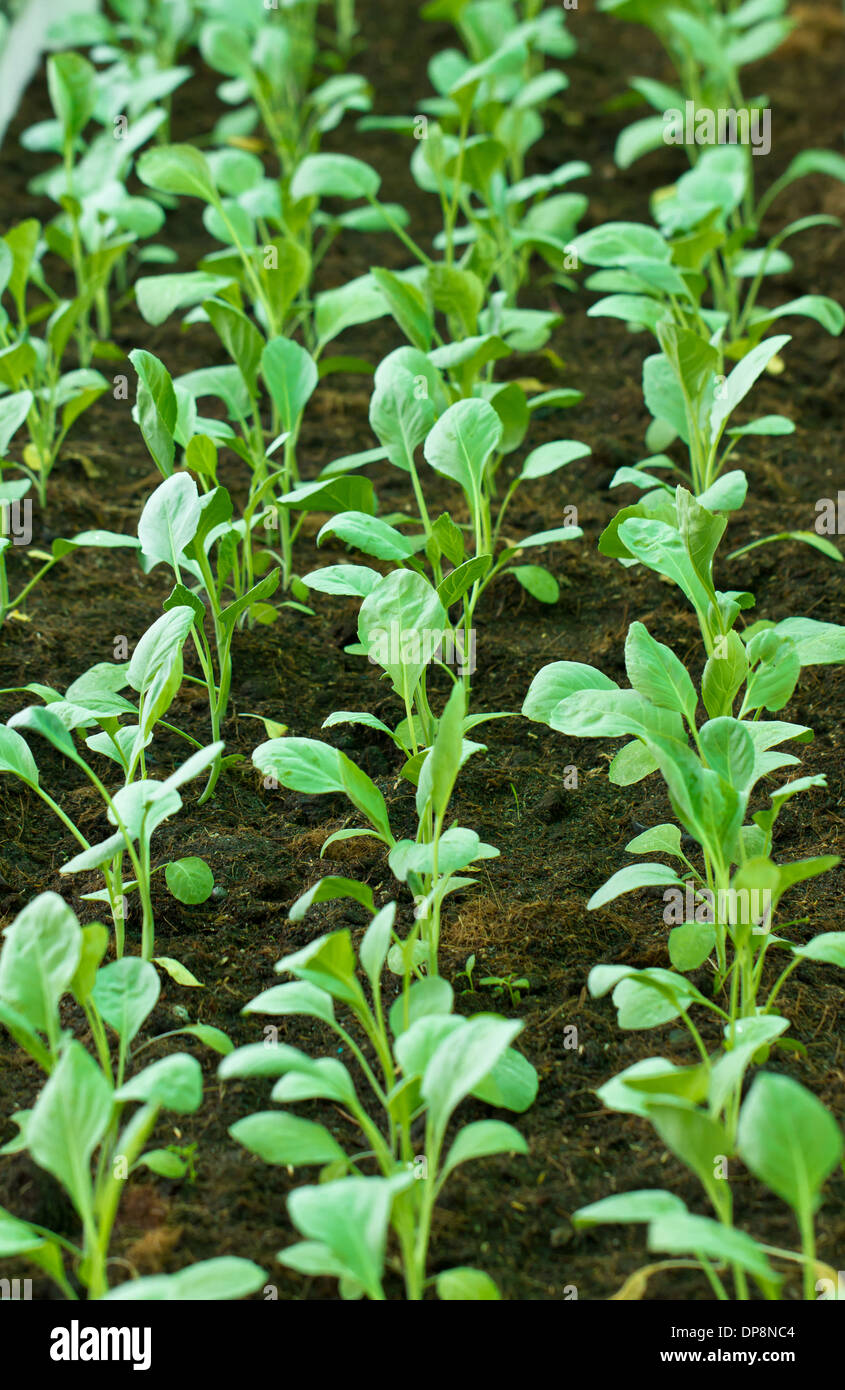 Chinese kale vegetable garden Stock Photo - Alamy