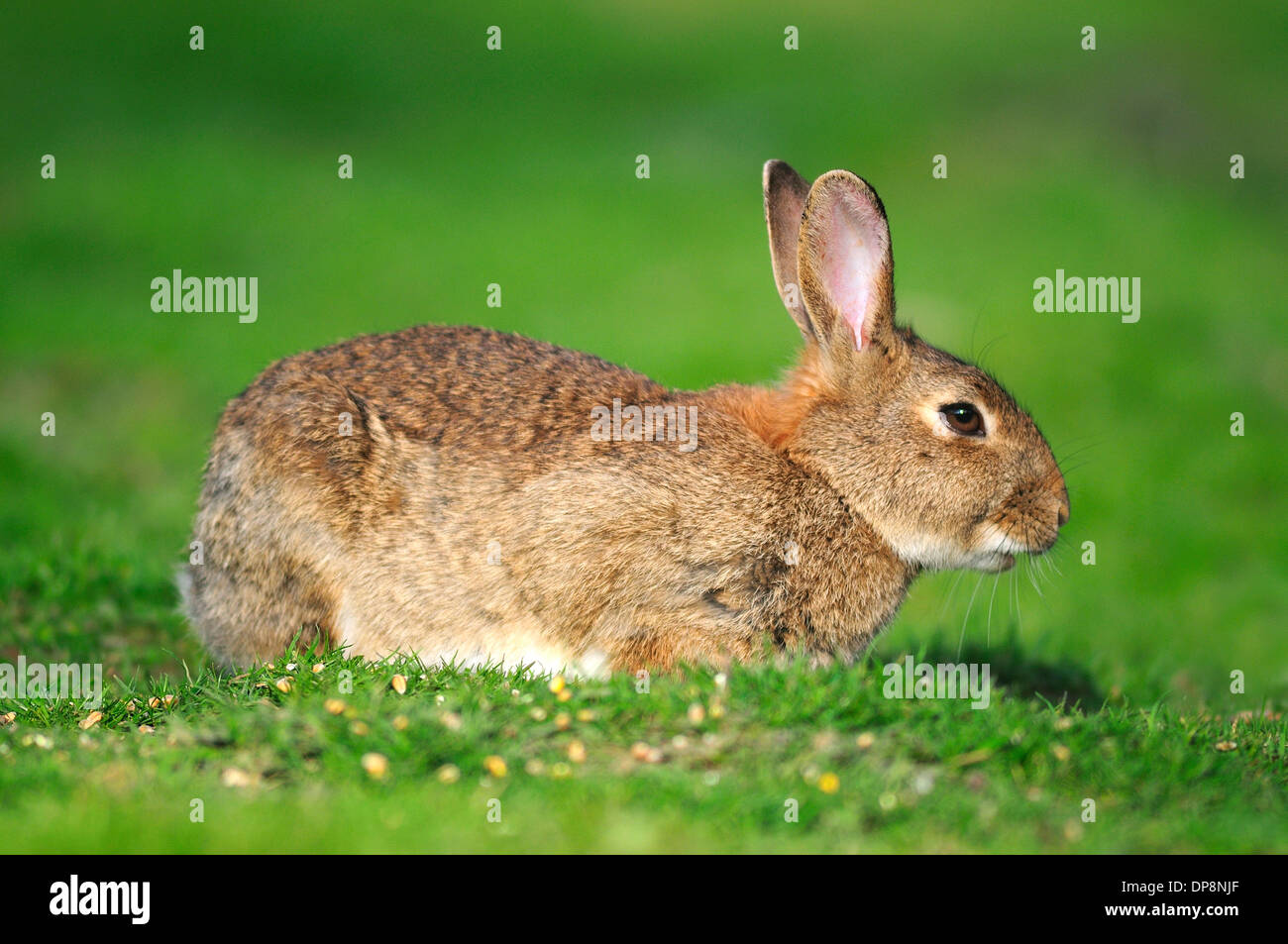 Long eared rabbit hi-res stock photography and images - Alamy