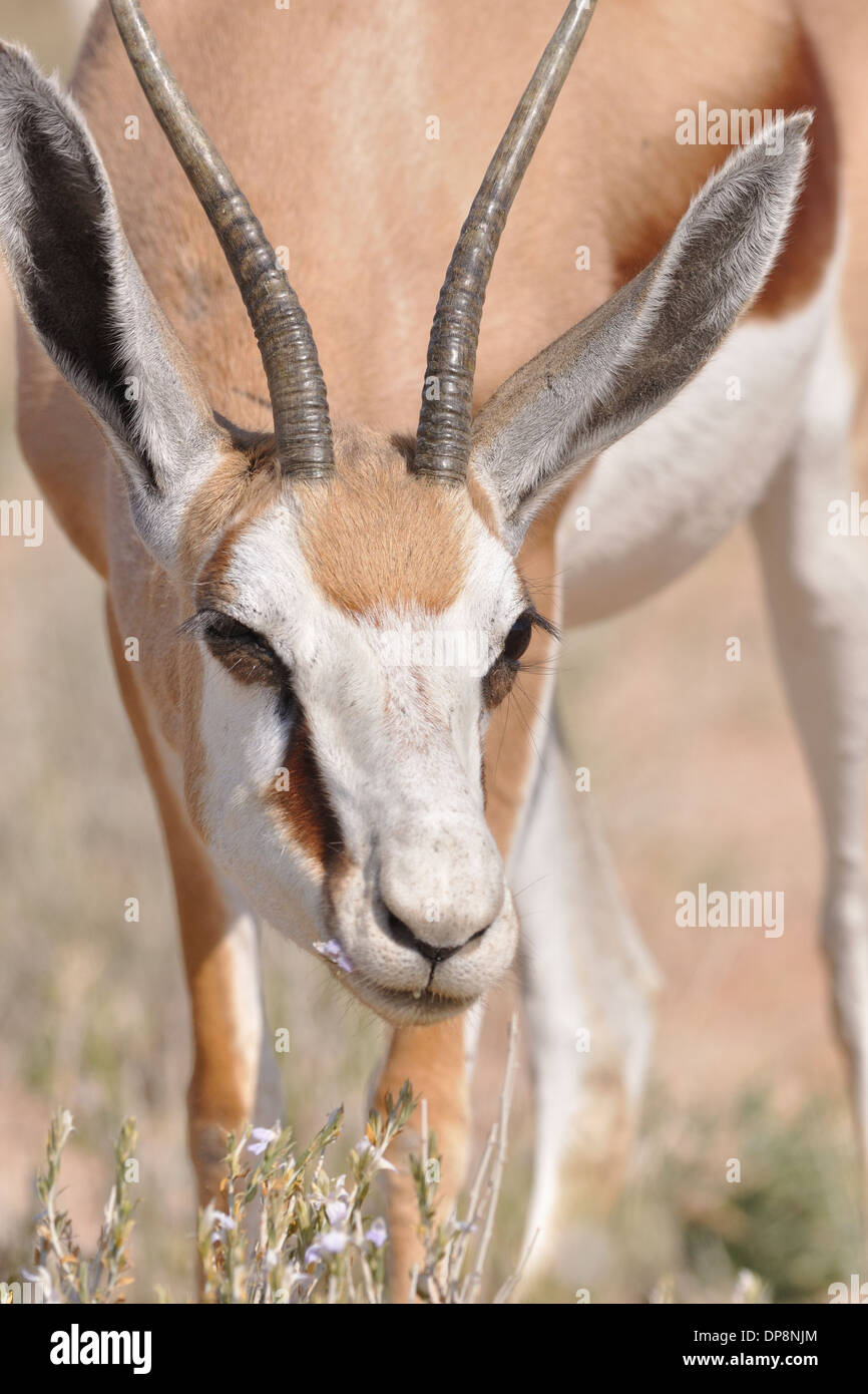 Springbok eating High Resolution Stock Photography and Images - Alamy