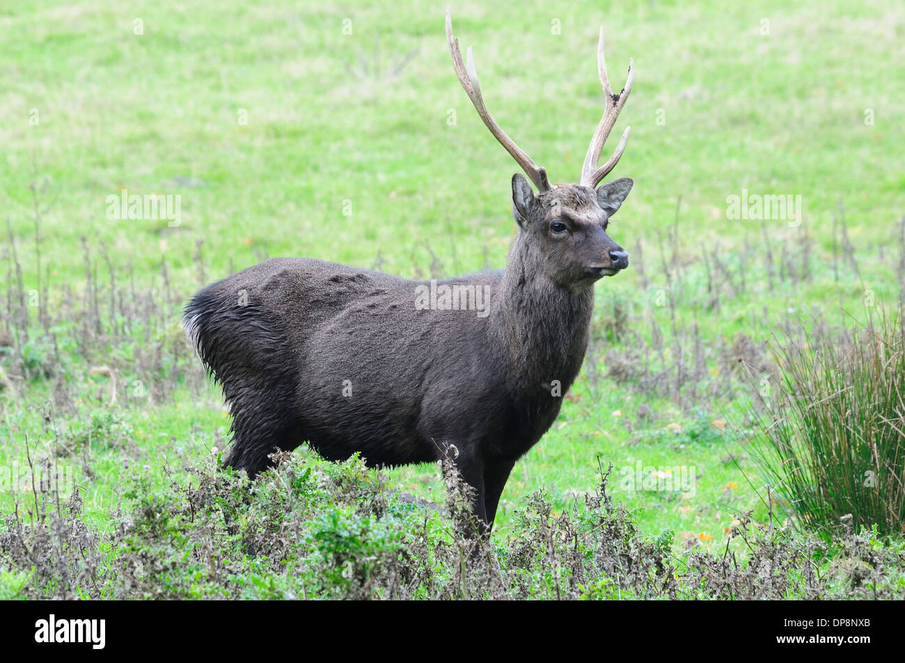 Stag animal hi-res stock photography and images - Alamy