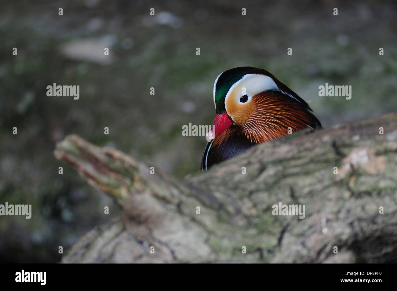 Mandarin duck drake aix hi-res stock photography and images - Alamy