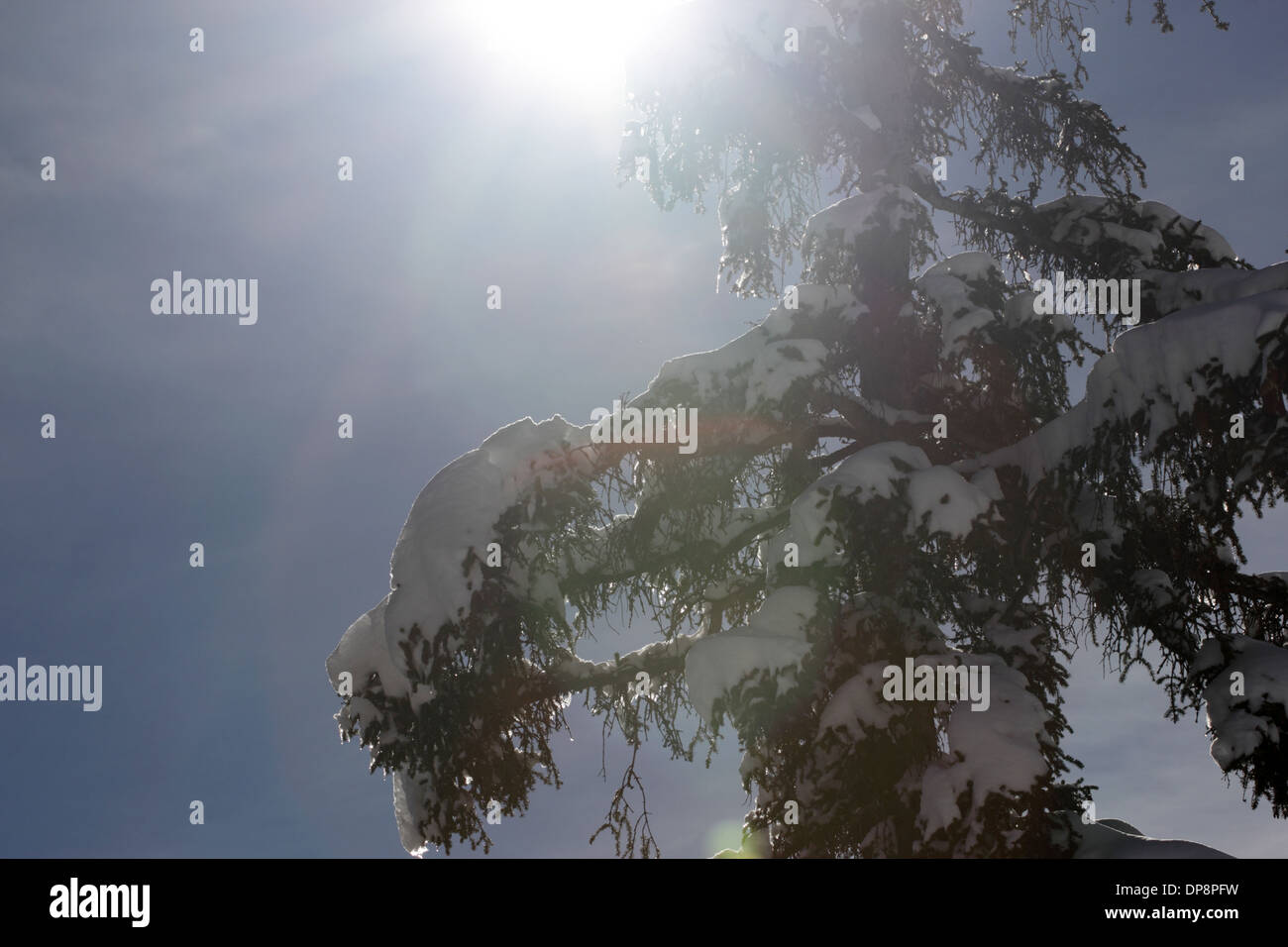 Sun into tree hi-res stock photography and images - Alamy