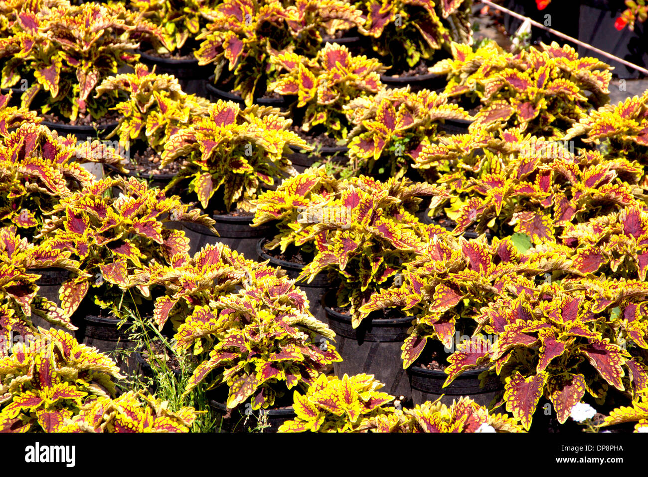Nursery setting hi-res stock photography and images - Alamy