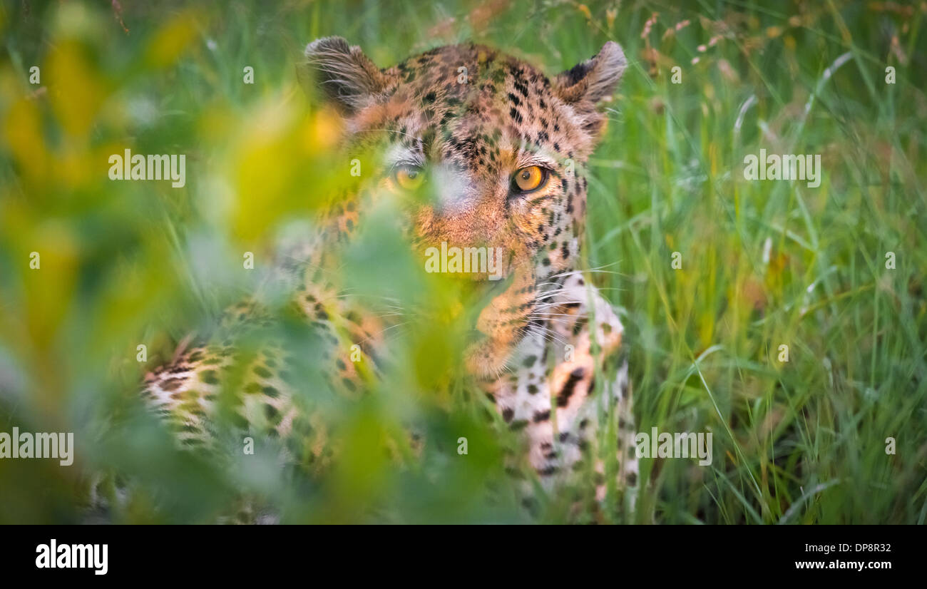 Face leopard hi-res stock photography and images - Alamy