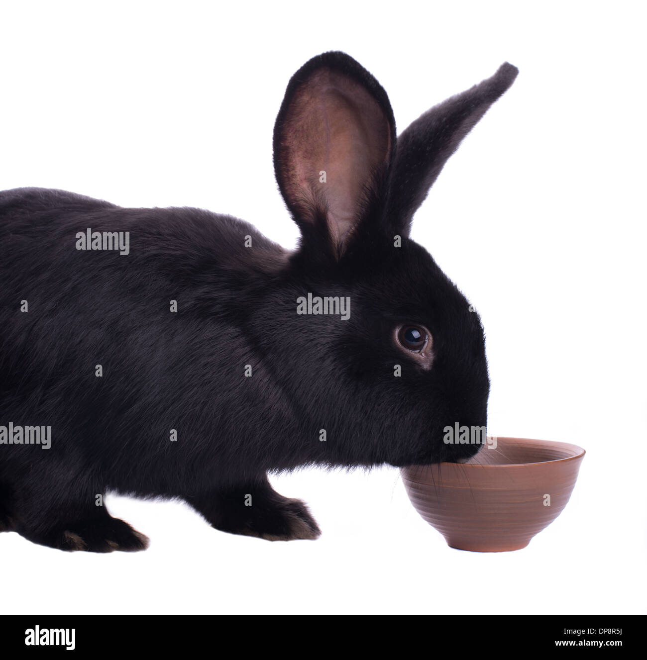 racy dwarf black bunny isolated on white background. studio photo Stock ...