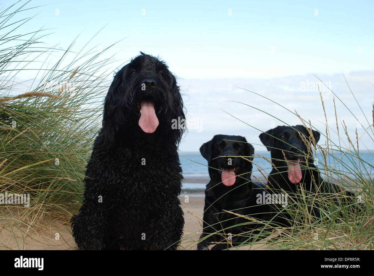 Panting dogs hi-res stock photography and images - Alamy