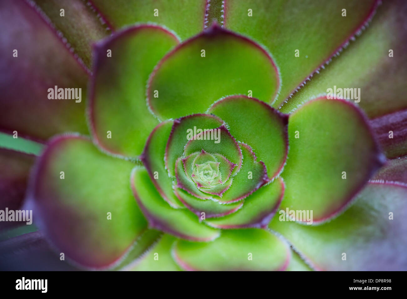 Hen and chicks cactus hi-res stock photography and images - Alamy