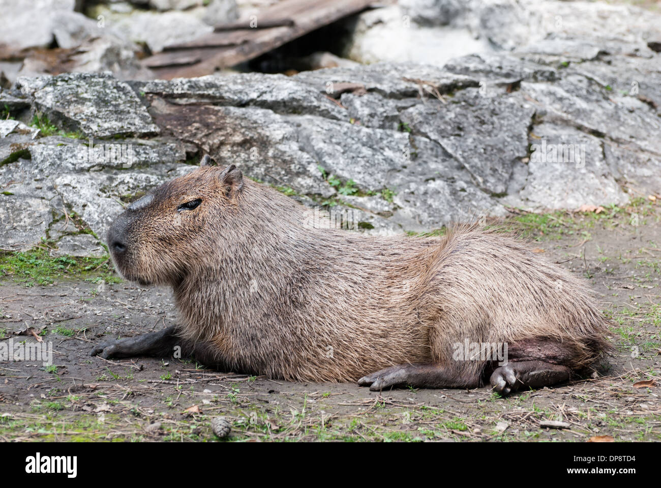 Capybara (Hydrochoerus hydrochaeris) resting. Side view Stock Photo - Alamy