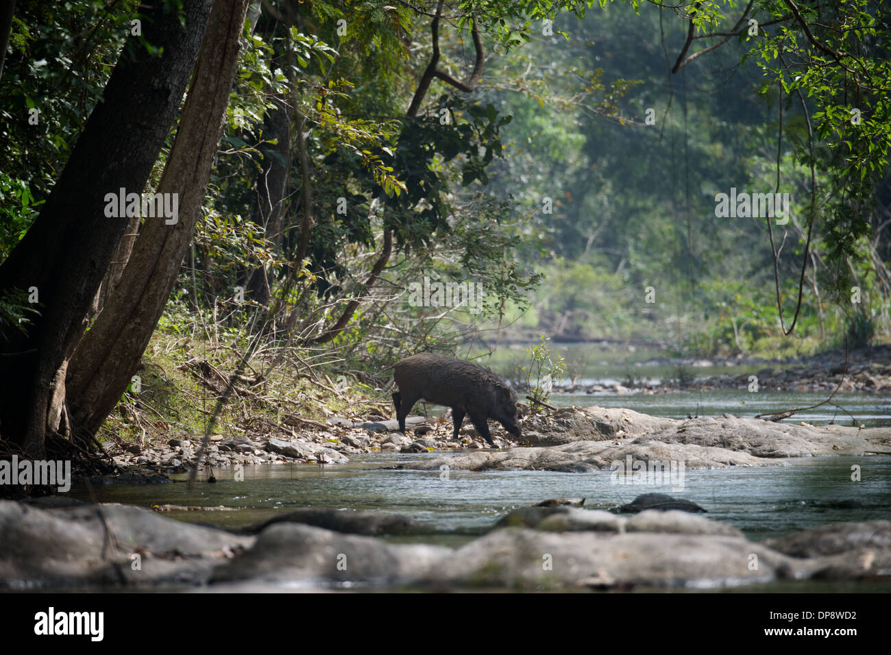 Wild boar or wild pig (Sus scrofa) is a species of the pig genus Sus ...