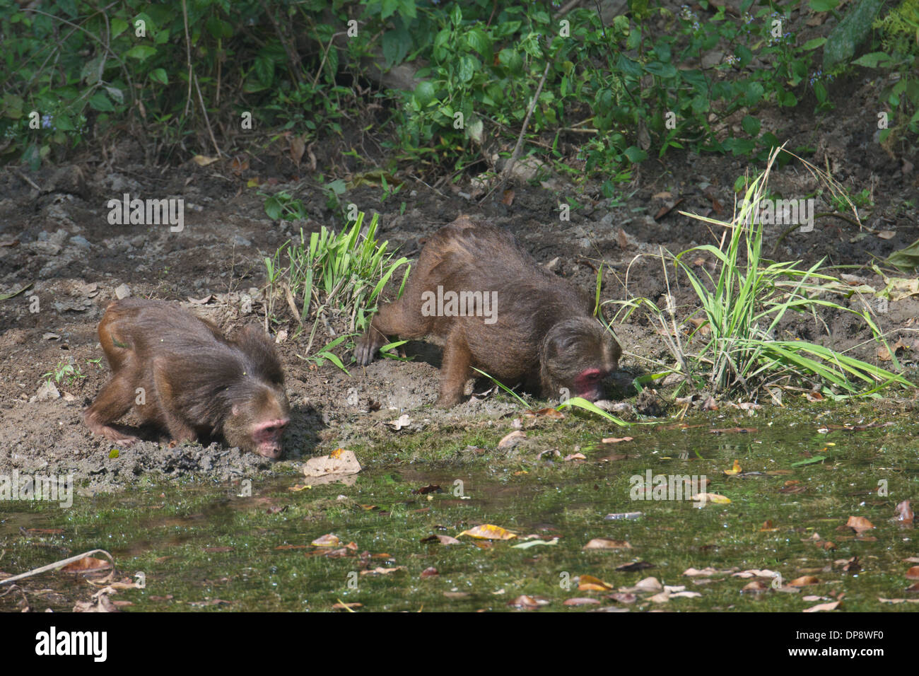 Drinking Stump-tailed macaques (Macaca arctoides) drinking at a water ...