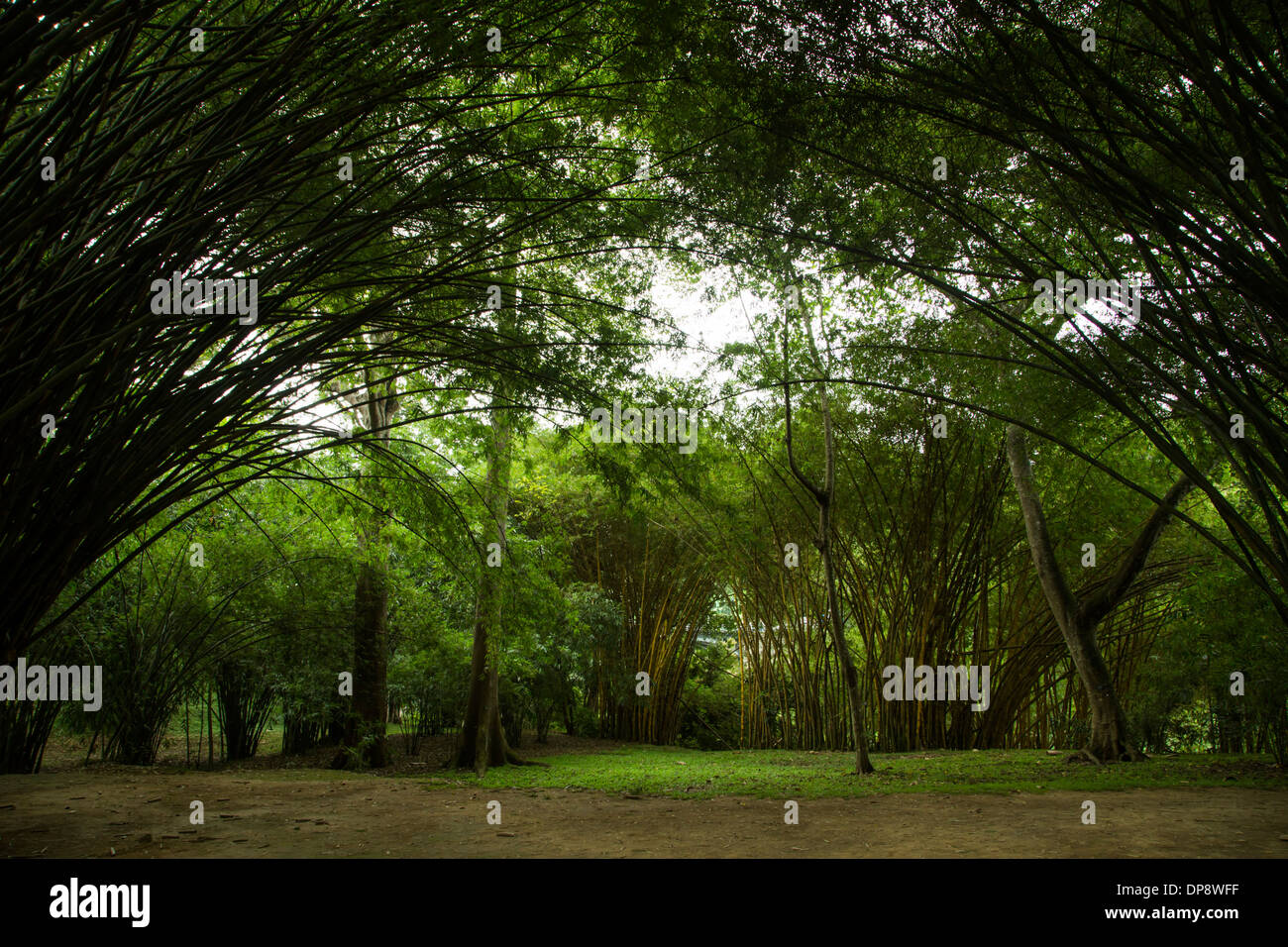 Bamboo trees in Kandy Botanic Gardens, Sri Lanka Stock Photo - Alamy
