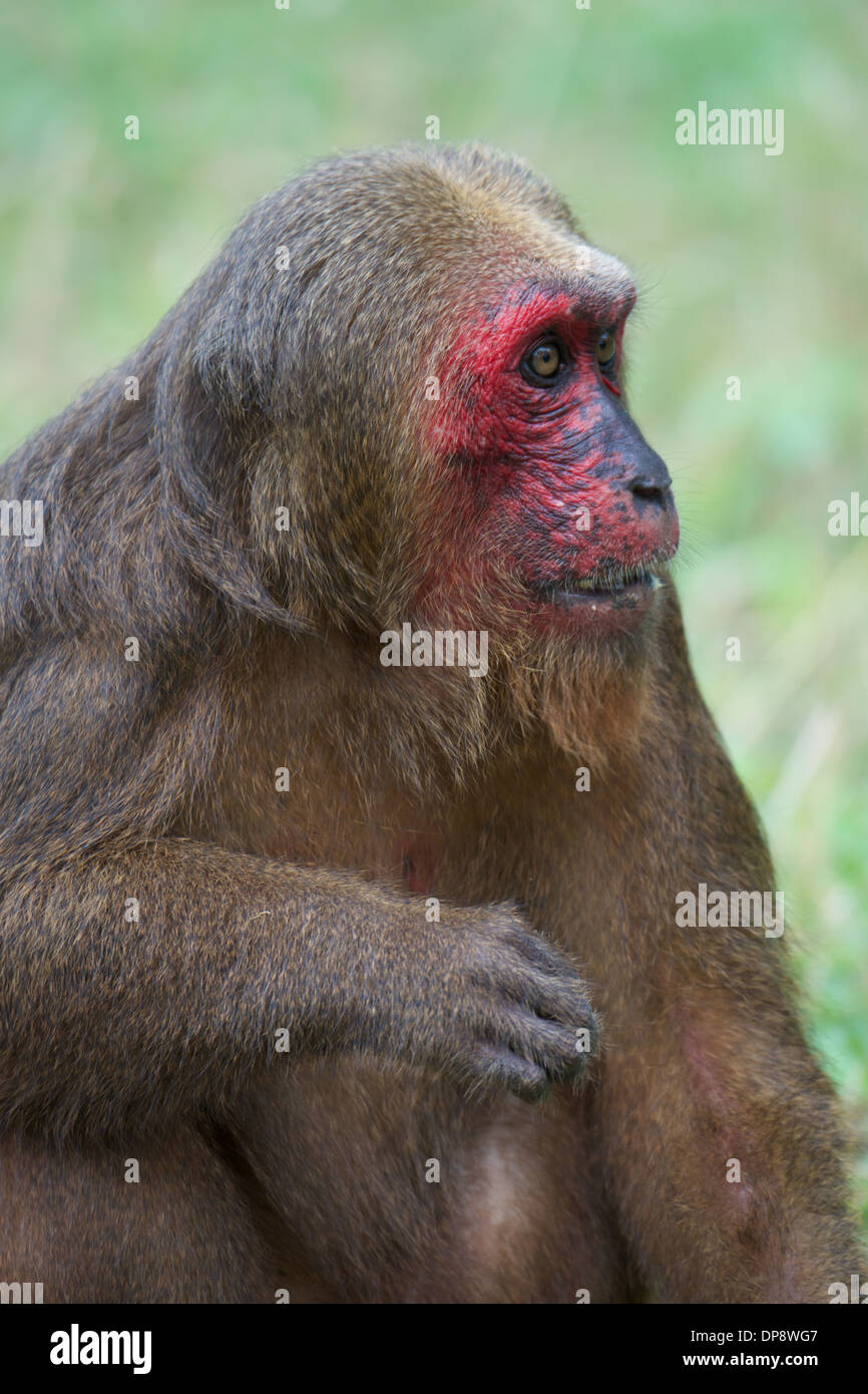 Red faced macaque hi-res stock photography and images - Alamy