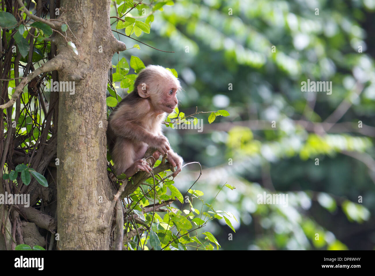 Infant age hi-res stock photography and images - Alamy