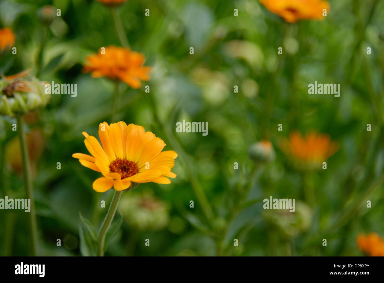 Summer blossoming of calendula (marigold) flowers Stock Photo - Alamy