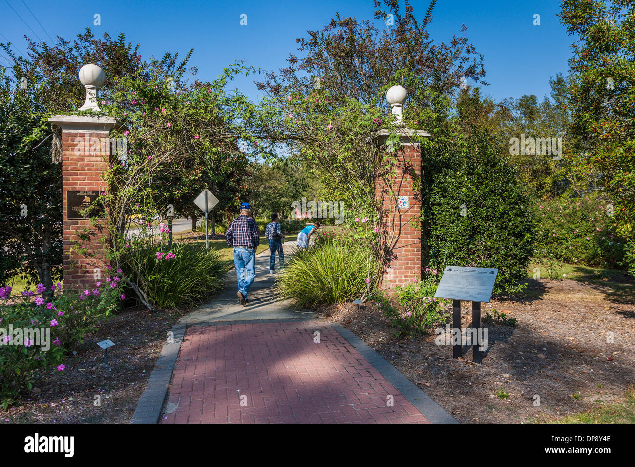Seniors entering the A. Perry Wilbourne Antique Rose Trail in Foley ...