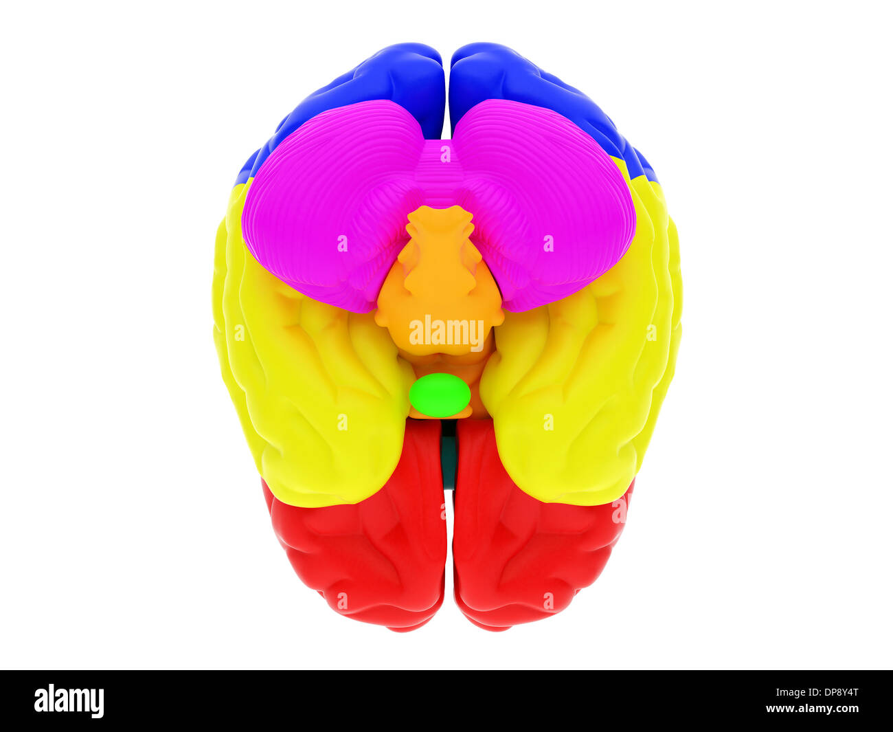 High resolution image. 3d rendered illustration. 3d human brain Stock ...