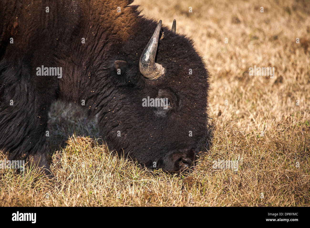Bison known american buffalo grazing hi-res stock photography and ...